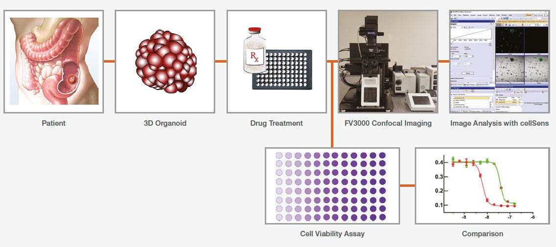 Automated Analysis of Label-Free Organoid Imaging Data | Olympus LS