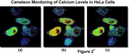 Confocal Microscopy - Calcium Ion Probes | Olympus LS