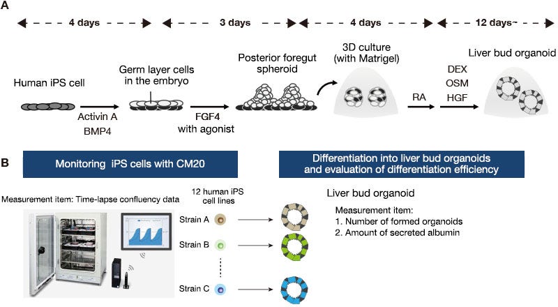 Comparing Human iPS Cell Lines using the CM20 Incubation Monitoring ...