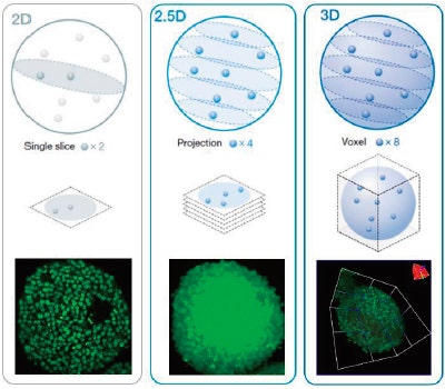 Analysis Workflow for 3D Live/Dead Cell Assays | Olympus LS