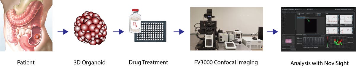 High-Throughput 3D Organoid Imaging Data Analysis Workflow Using Cell Analysis Software with ...