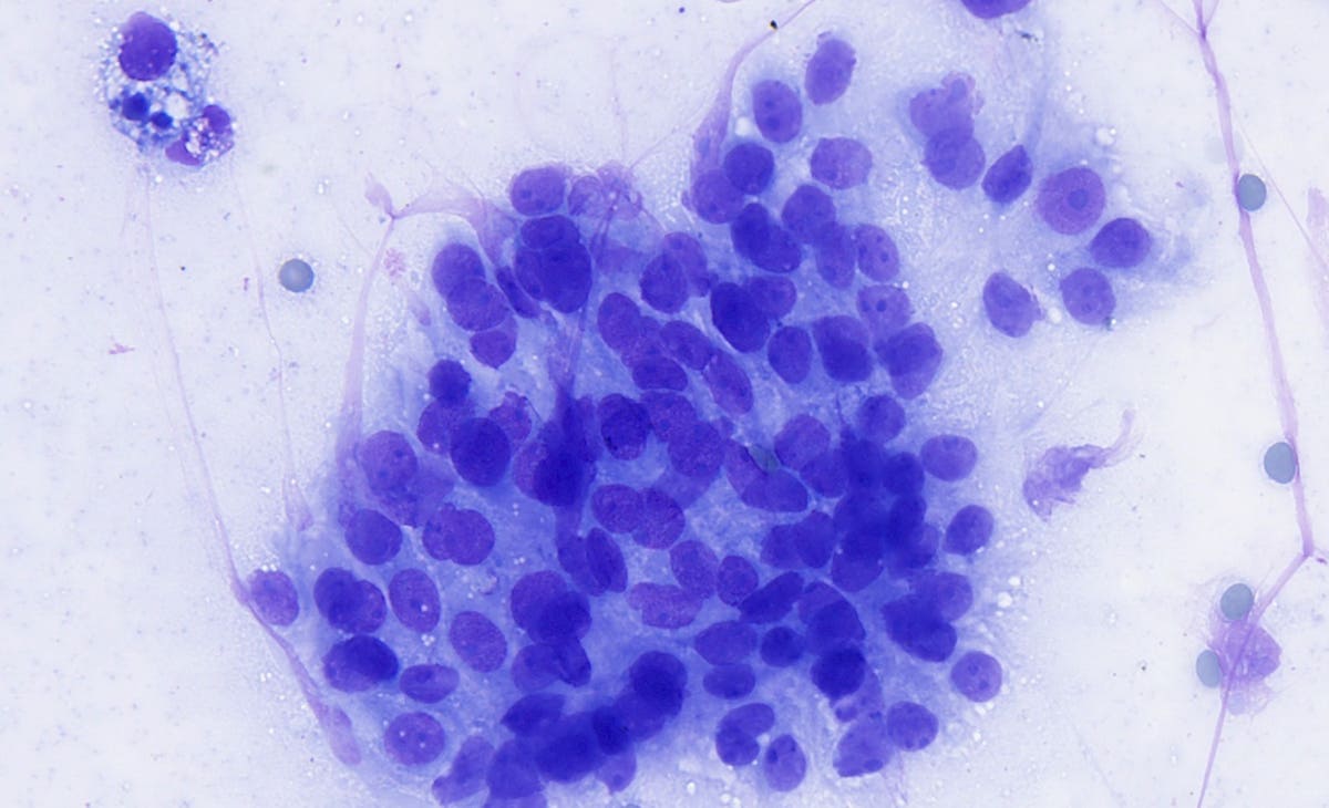 Digital Pathology Slide Scanners | Evident