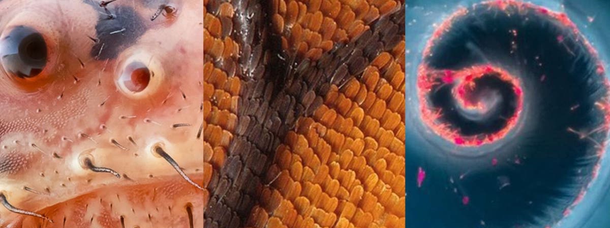 Creature Feature—Our Most Popular Microscope Images for June 2020 ...