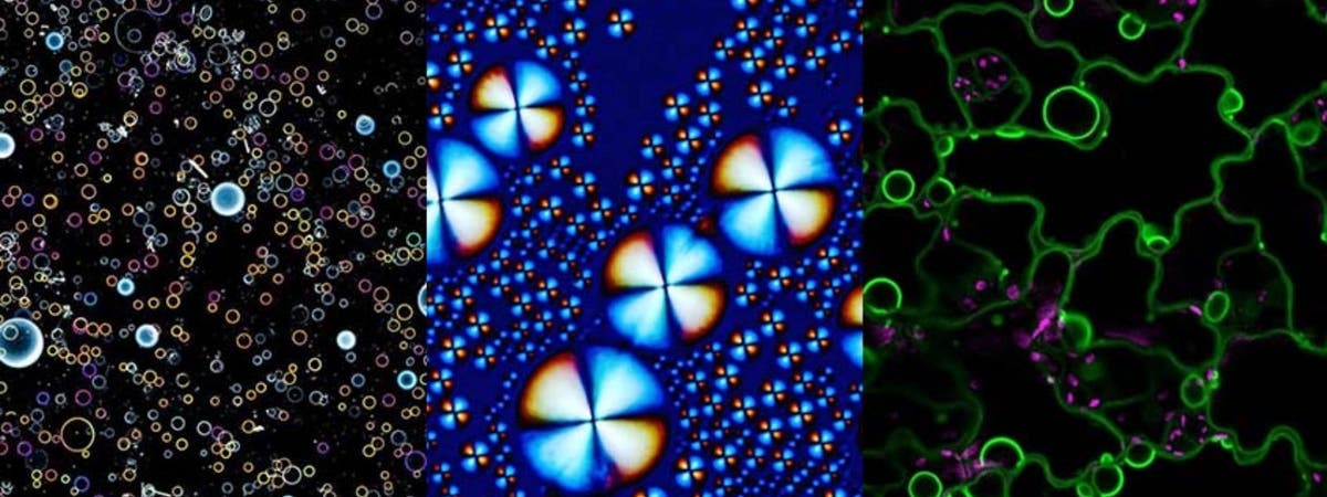 Salt to Stinging Nettles—Our Most Popular Microscope Images for May ...