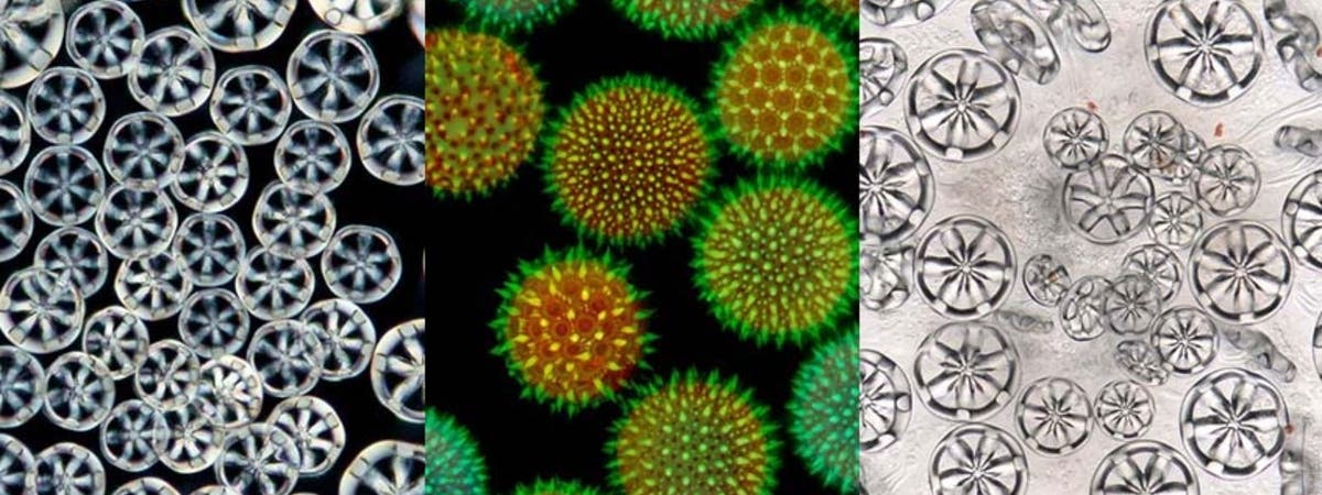 Pretty Pollen—Our Most Popular Microscope Images for October 2023 ...