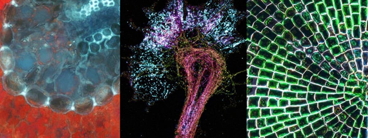 Feline Fine in Springtime: Our Most Popular Microscope Images for March ...