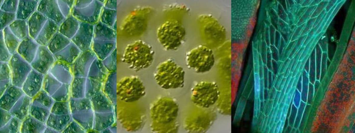 Olympus Life Science Instagram | Olympus LS