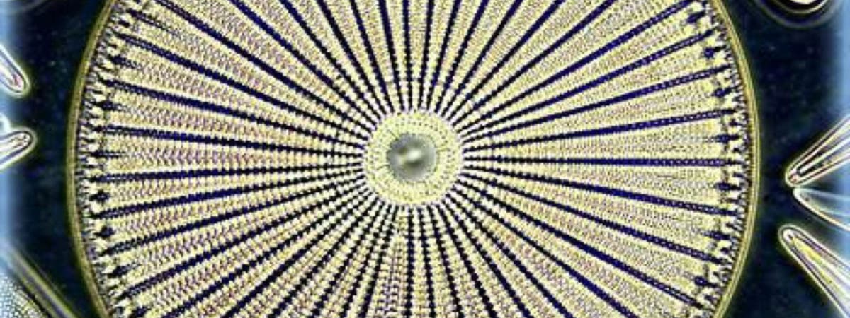 What Is Darkfield Microscopy? | Olympus LS