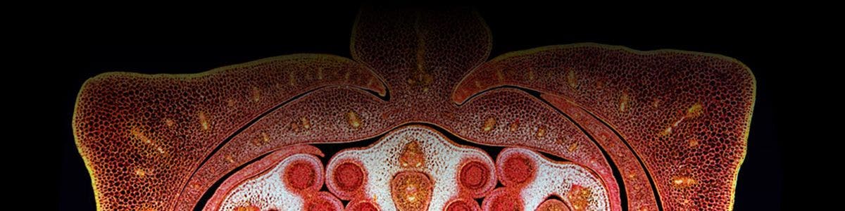 BioScapes Fish Technique | Olympus LS