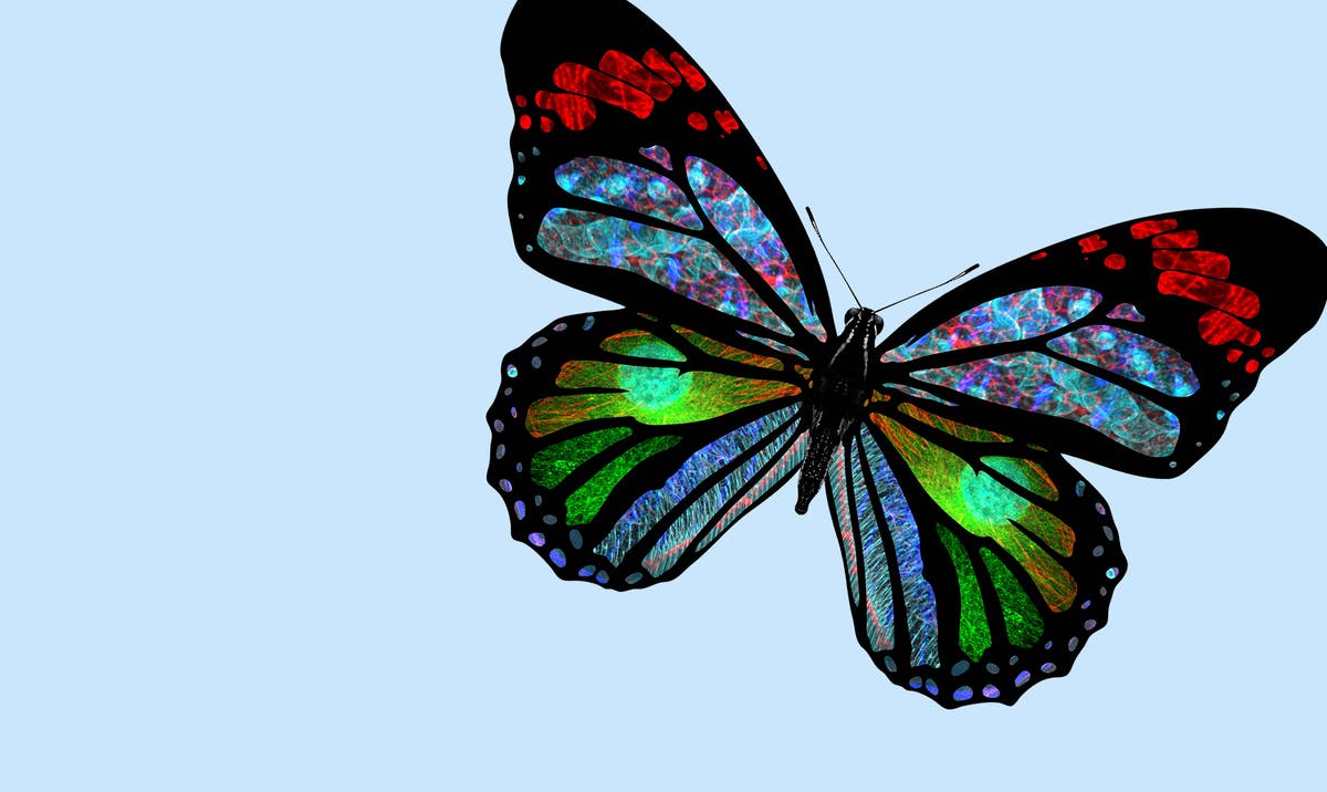 Introducing the FV4000 Laser Confocal Microscope | Evident LS