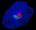 Endothelial Cells: Confocal Microscopy Digital Image Gallery