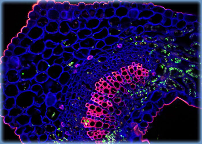 Privet Leaf Microscope Image | Plant Cell Microscopy