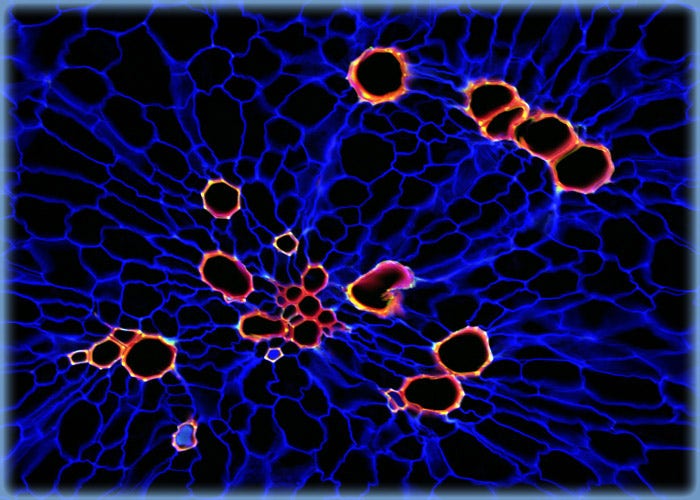 Carrot Taproot Microscope Image | Plant Cell Microscopy