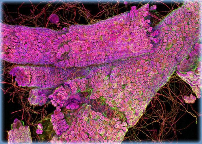 Red Seaweed Microscope Image | Plant Cell Microscopy