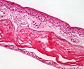 Brightfield Microscopy Digital Image Gallery