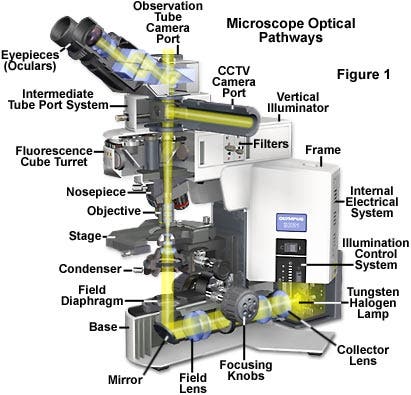 Microscope Illumination