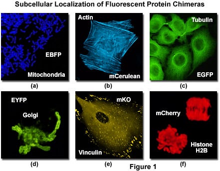 The Fluorescent Protein Color Palette