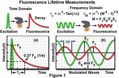 Fluorescence Lifetime Imaging Microscopy (FLIM)