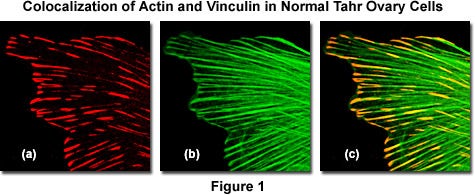 Colocalization of Fluorophores in Confocal Microscopy