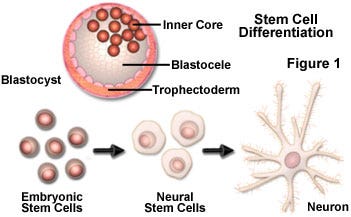 Embryonic Stem Cells
