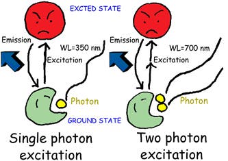 Multiphoton Excitation Laser Scanning Microscopy