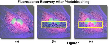 Fluorescence Photobleaching Investigations