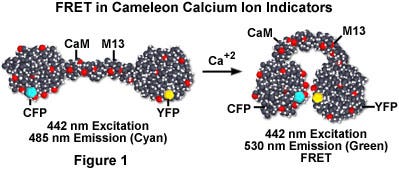 Cameleons: Calcium Ion Probes