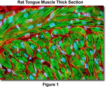Specimen Preparation Using Synthetic Fluorophores and ...
