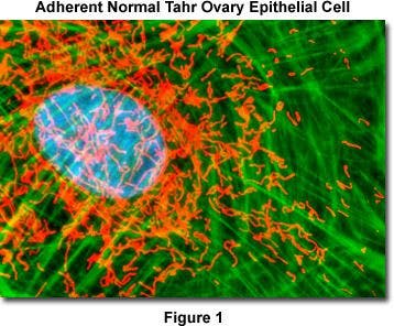 Specimen Preparation Using Synthetic Fluorophores and ...