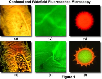 Introduction to Confocal Microscopy