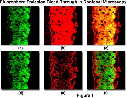 Spectral Bleed-Through Artifacts in Confocal Microscopy