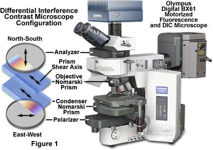 DIC Microscopy: Principles, Nomarski Prism & 3D Relief Contrast | Evident