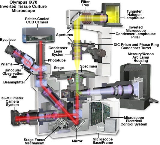 Olympus IX70 Fluorescence Microscopy: Inverted System Setup & Use | Evident