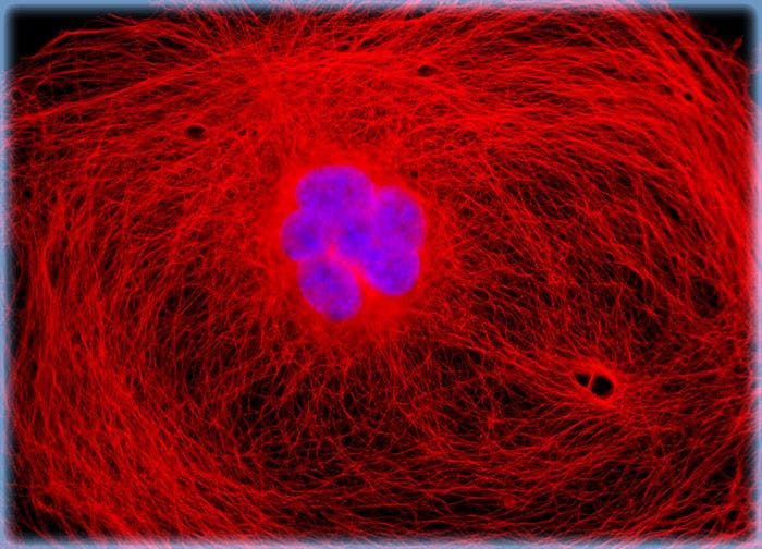 Transformed African Green Monkey Kidney Fibroblast Cells (COS-7 Line)