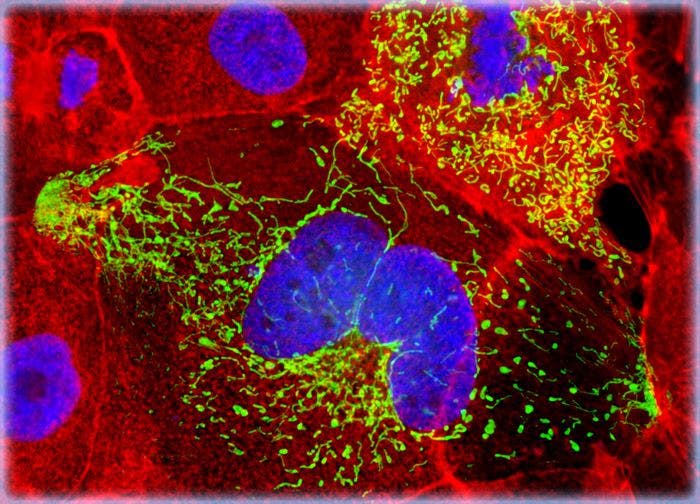 Madin-Darby Canine Kidney Epithelial Cells (MDCK Line)