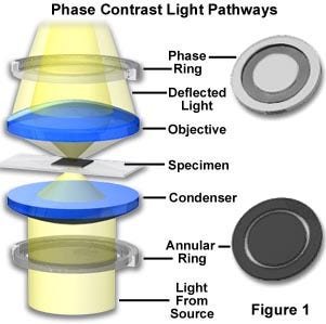 Introduction to Phase Contrast