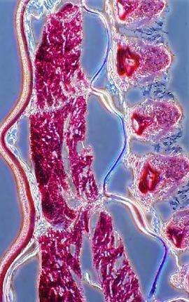 Amphioxus (Lancelet) | Phase Contrast Microscopy