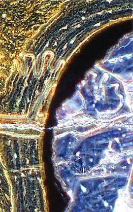Agatized Dinosaur Bone | Phase Contrast Microscopy