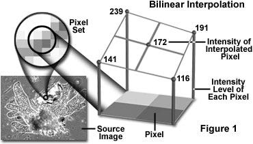 Digital Images Interpolation and Image Rotation