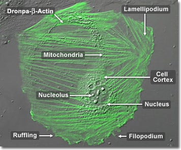 Rat Thoracic Aorta Cells with Dronpa Actin