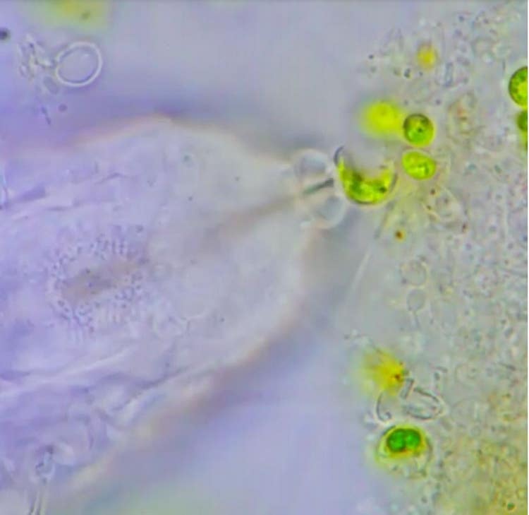 Instagram de Olympus Life Science | Olympus LS