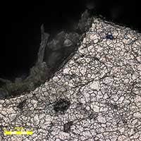 Utilisation du microscope confocal à balayage laser OLS5000 d’Olympus ...