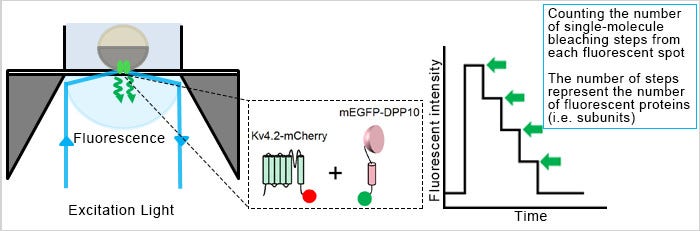 Single-Molecule Fluorescence Imaging on the Cell Membrane | Olympus LS
