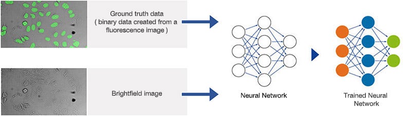 Advanced Live-Cell Analysis Using AI-Driven High-Content Screening ...