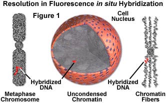 Confocal Microscopy - Fiber FISH | Olympus LS