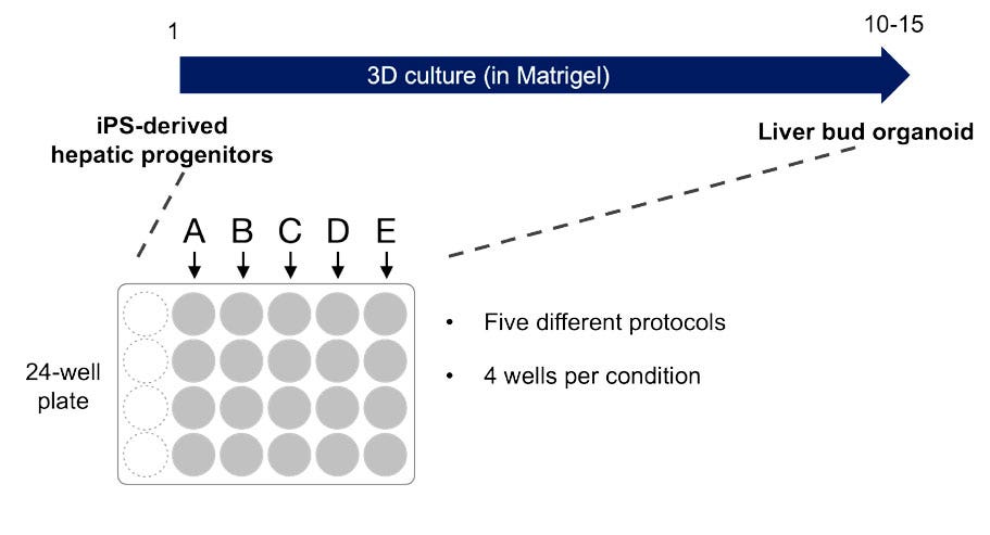 Olympus Provi™ CM20 배양 모니터링 시스템을 사용하여 인간 iPS 세포 유래 간싹(liver bud) 오가노이드 ...