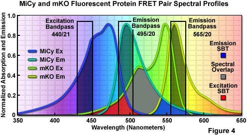 Confocal Microscopy - The Fluorescent Protein Color Palette | 올림푸스 생명과학