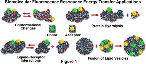 Confocal Microscopy - Fluorescent and Bioluminescent Proteins | 올림푸스 생명과학