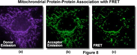 Confocal Microscopy - FRET Introductory Concepts | 올림푸스 생명과학