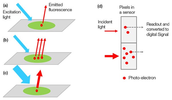Understanding the Link Between Digital Image Data and Biological ...